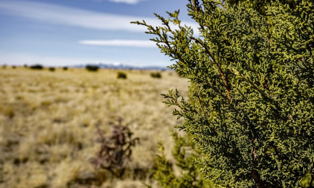 The Silent Invader: Why Cedar Removal Restores Texas Land Value